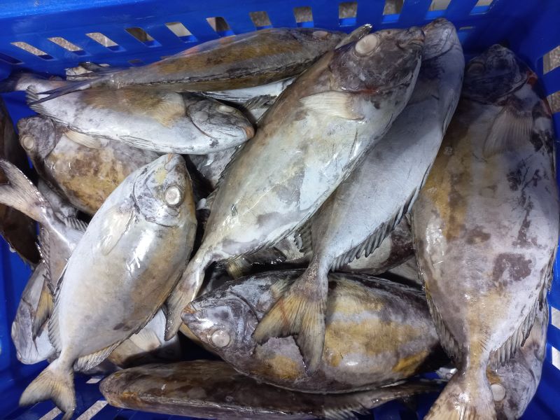 Frozen Rabbit Fish Whole Round, Cá Dìa, Baseafood