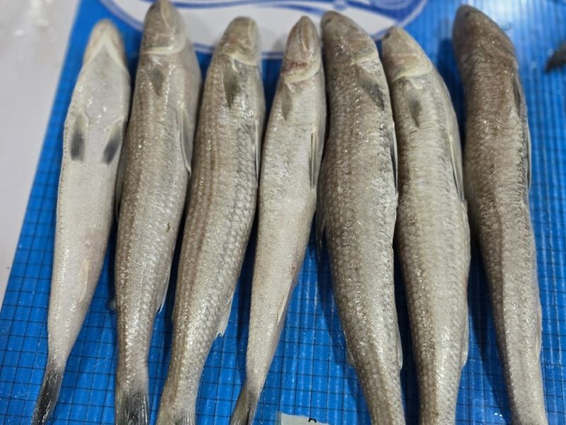 Frozen Lizard Fish Whole Round